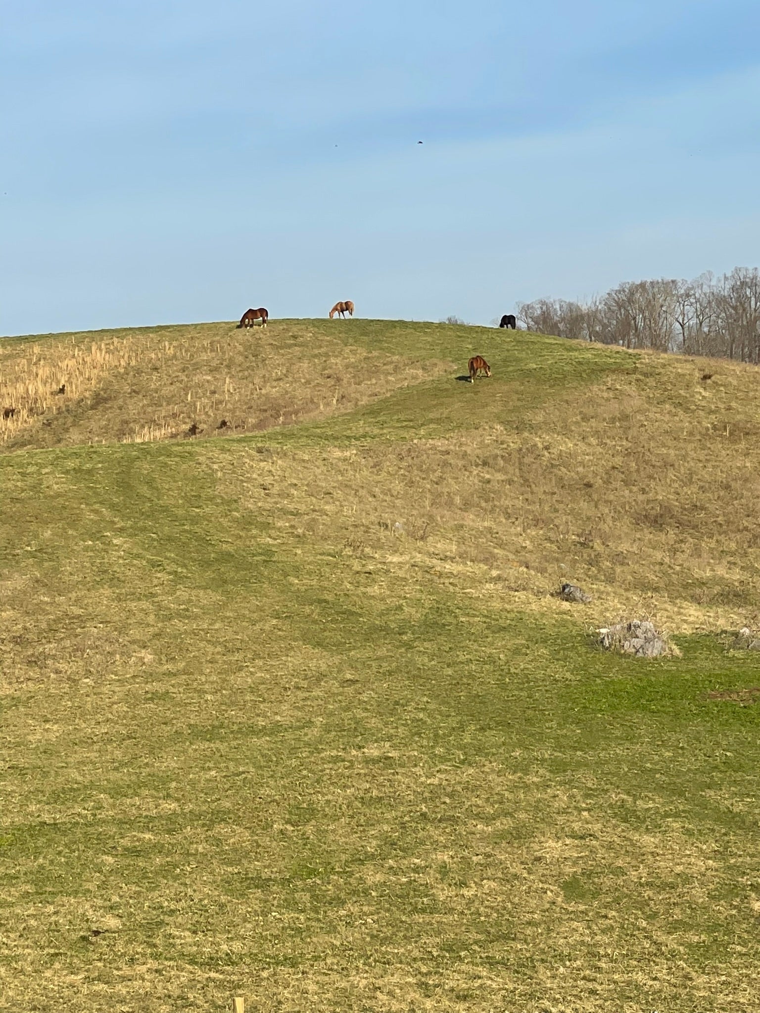 Pasture Boarding | Styles Ranch & Cattle Co.