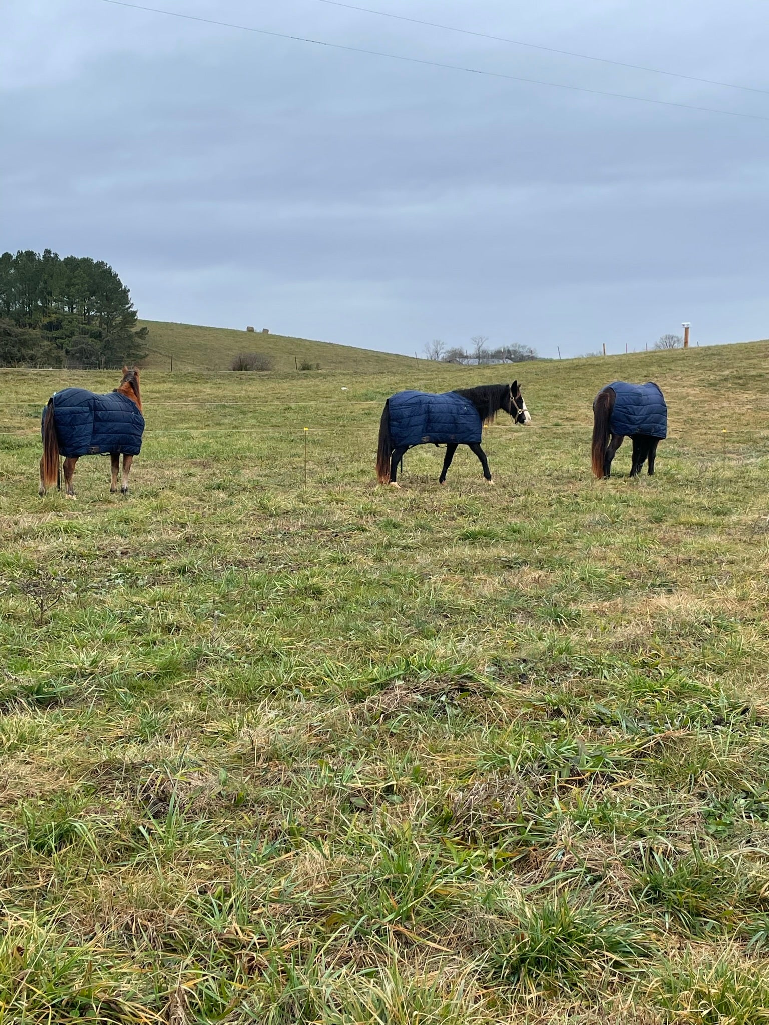 Pasture Boarding | Styles Ranch & Cattle Co.