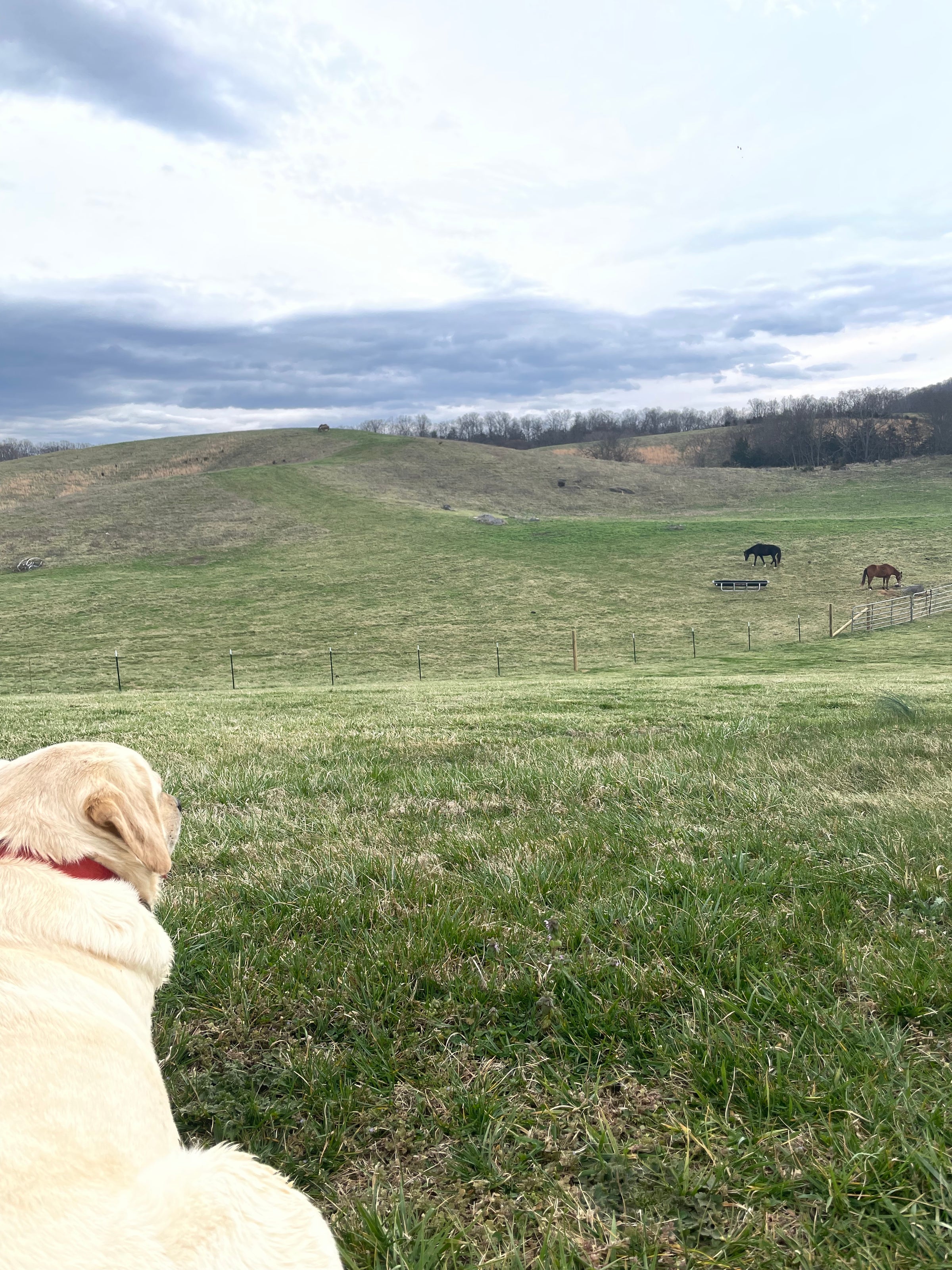 Pasture Boarding | Styles Ranch & Cattle Co.